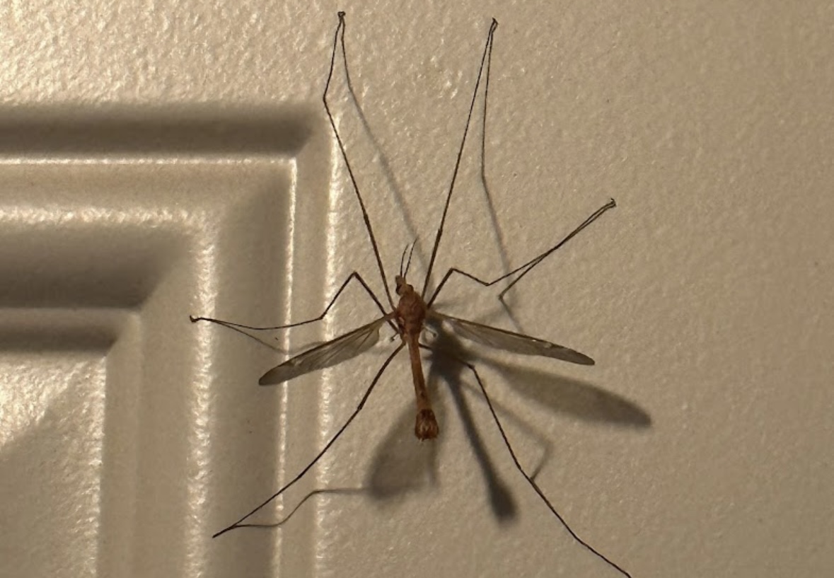 Swarming ants, flying bats, and raccoons: Wet spring means an abundance ...